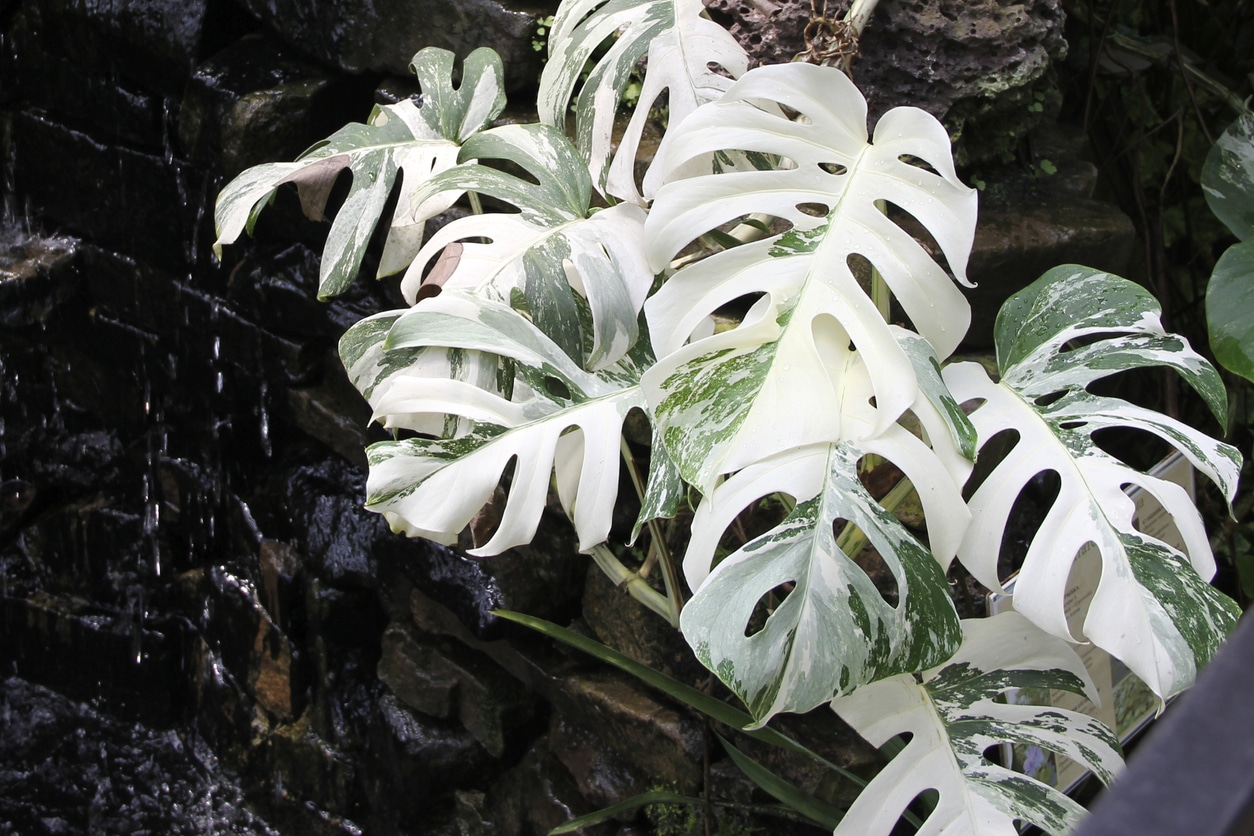 L'entretien de la Monstera